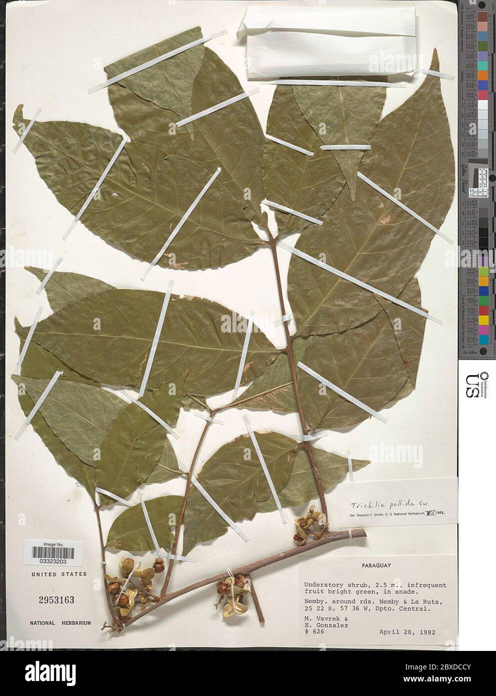 Trichilia species hi-res stock photography and images - Alamy