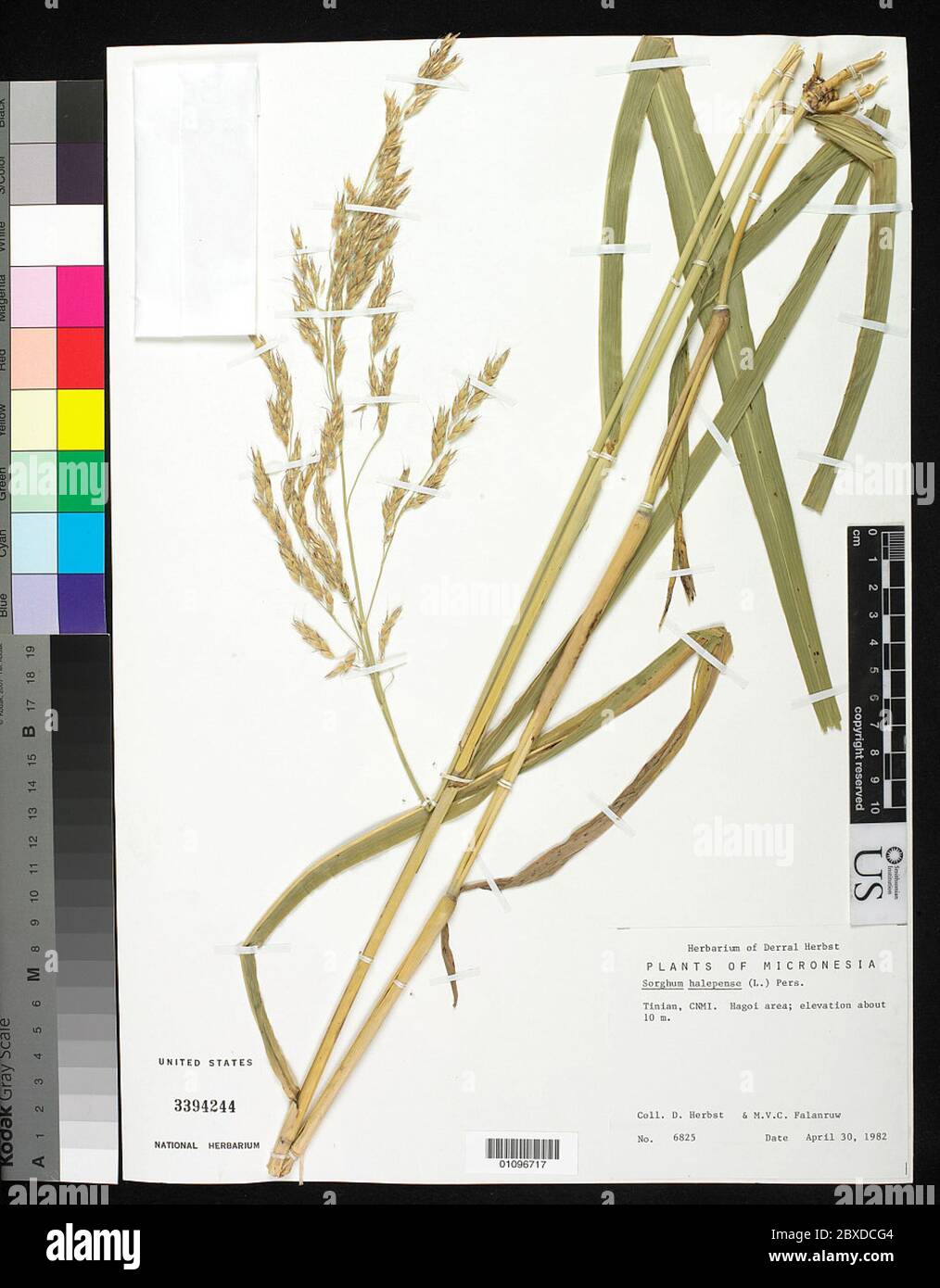 Sorghum halepense hi-res stock photography and images - Alamy