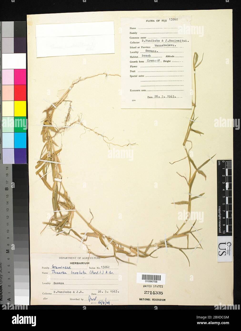 Involuta High Resolution Stock Photography and Images - Alamy