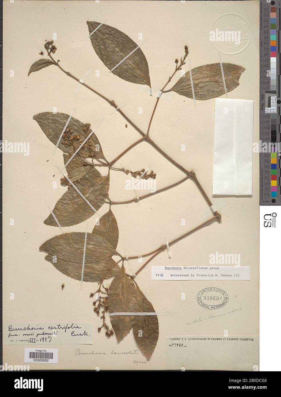 Bunchosia cestrifolia Cuatrec Bunchosia cestrifolia Cuatrec Stock Photo ...