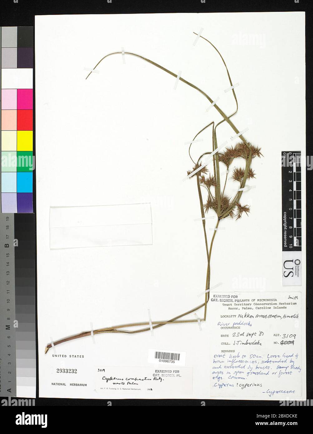 Cyperus compactus hi-res stock photography and images - Alamy