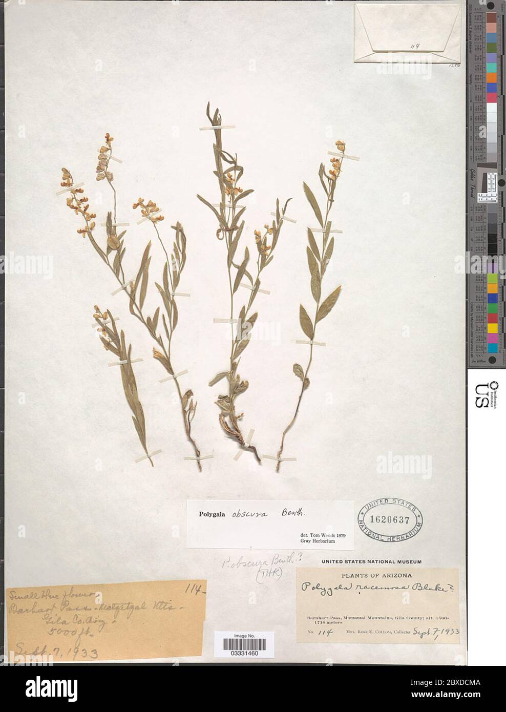 Polygala obscura Benth Polygala obscura Benth Stock Photo - Alamy
