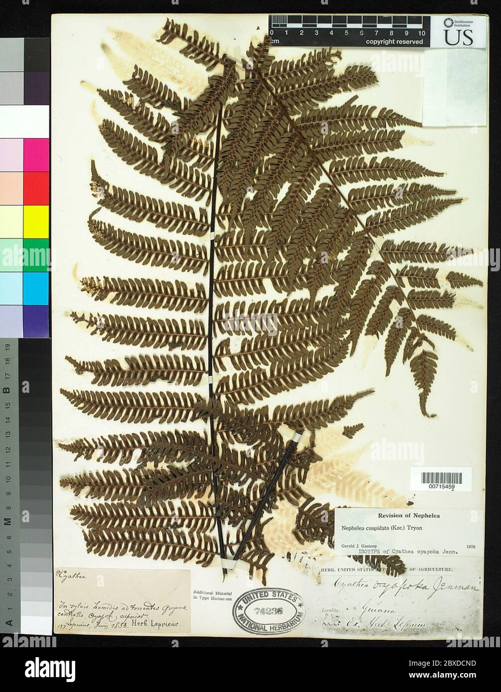Cyathea oyapoka Jenman Cyathea oyapoka Jenman Stock Photo - Alamy