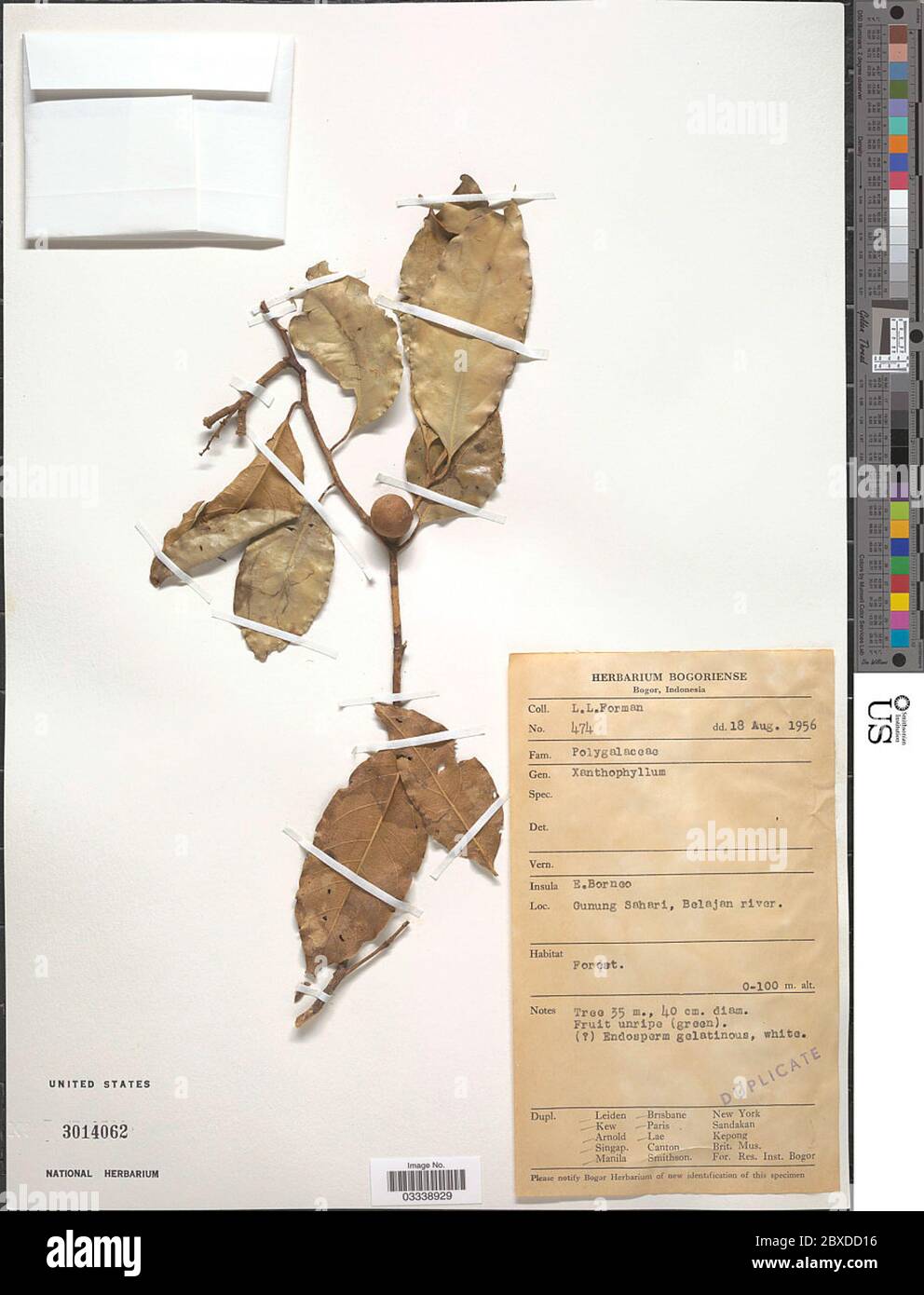 Xanthophyllum sp Xanthophyllum sp Stock Photo - Alamy