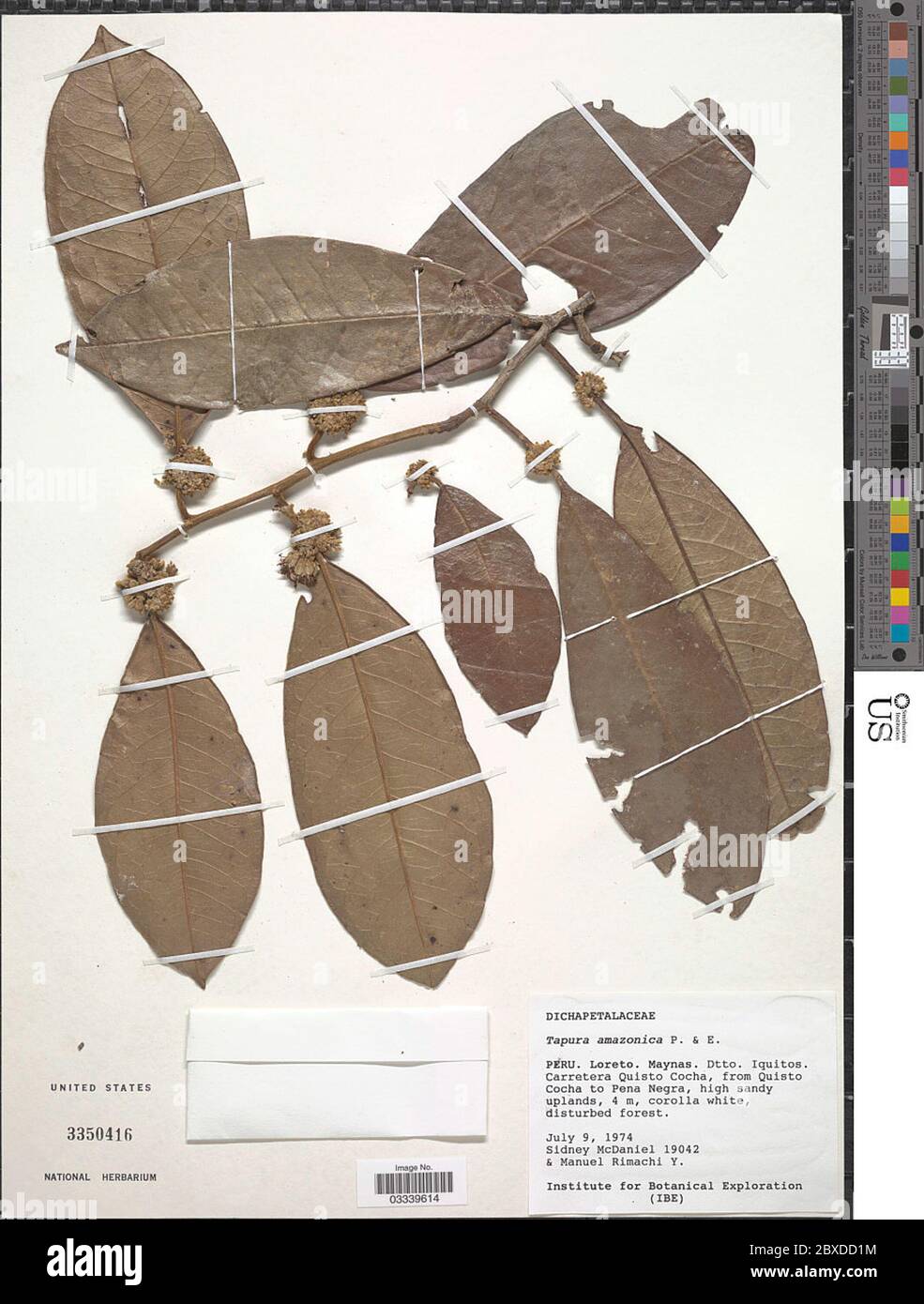 Tapura amazonica Poepp Endl Tapura amazonica Poepp Endl Stock Photo - Alamy