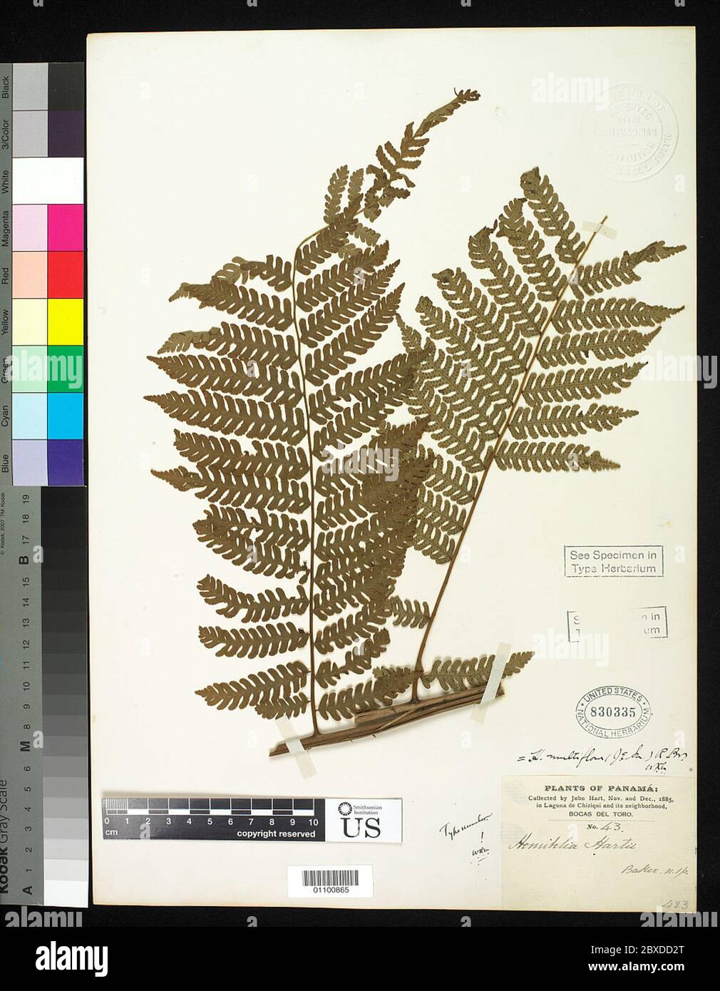 Hartii hi-res stock photography and images - Alamy