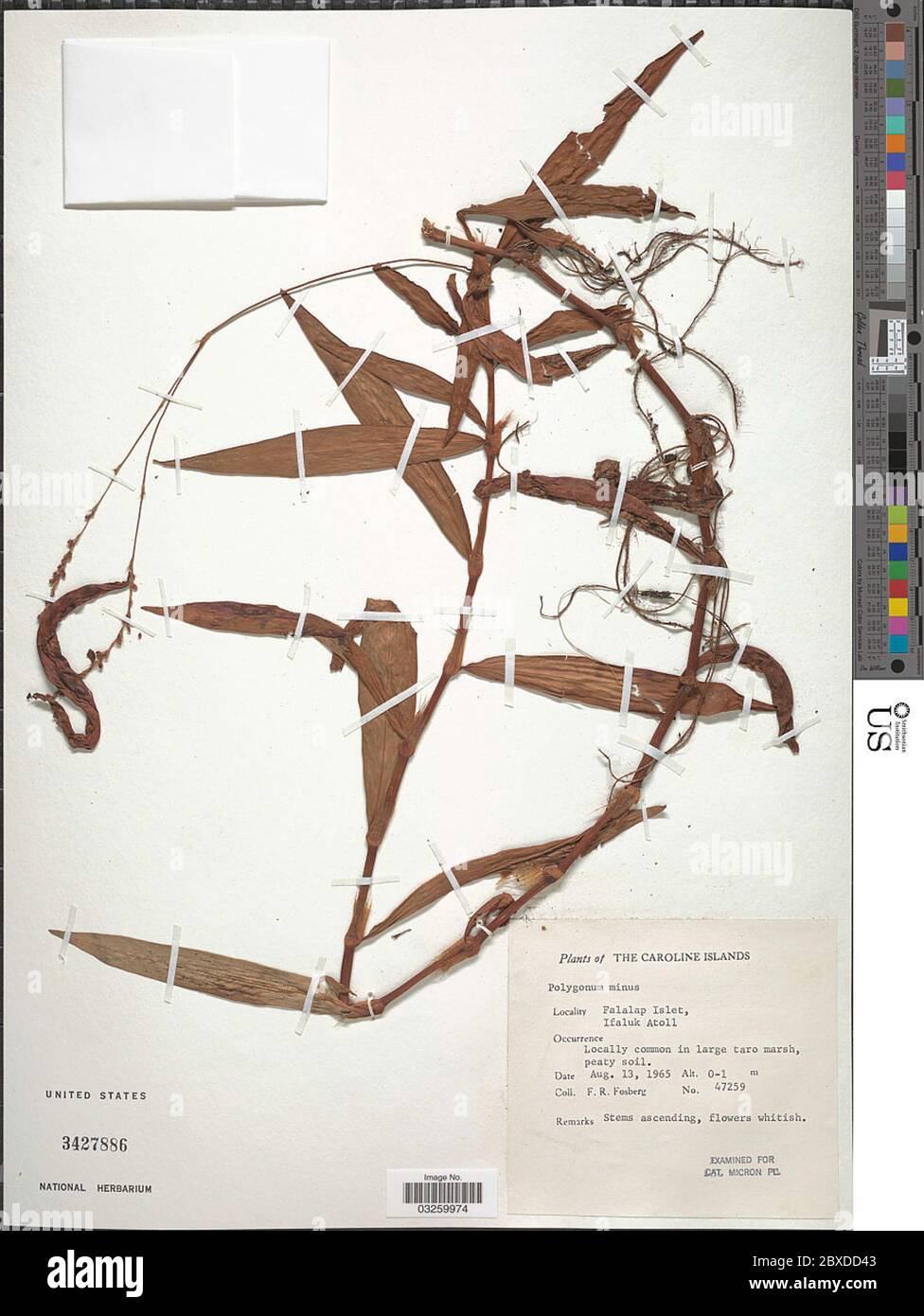 Polygonum minus hi-res stock photography and images - Alamy