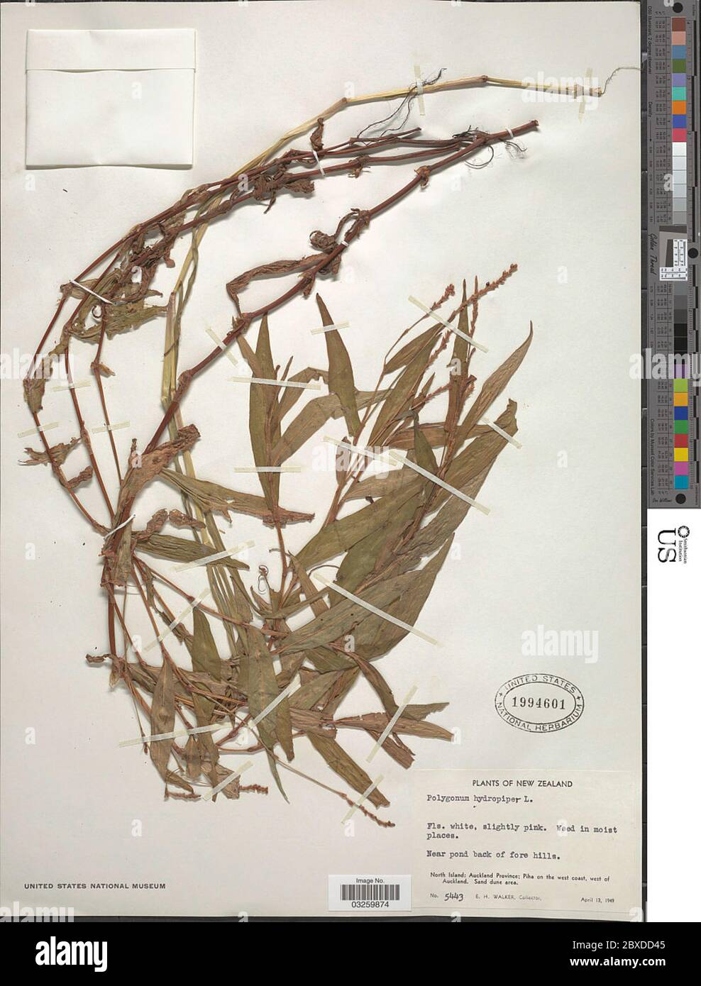 Polygonum hydropiper L Polygonum hydropiper L Stock Photo - Alamy