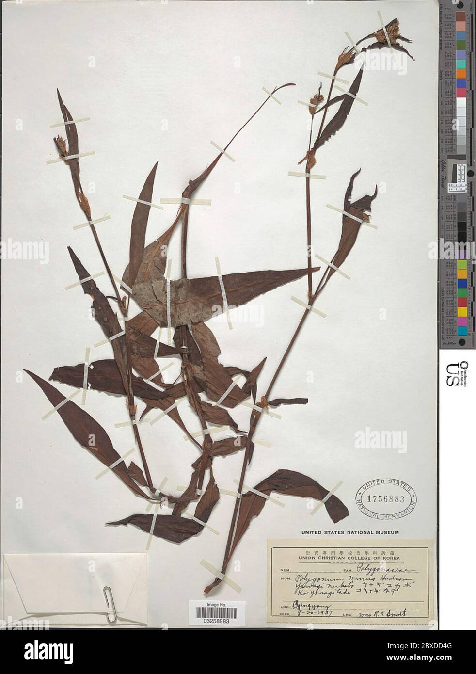 Polygonum minus hi-res stock photography and images - Alamy