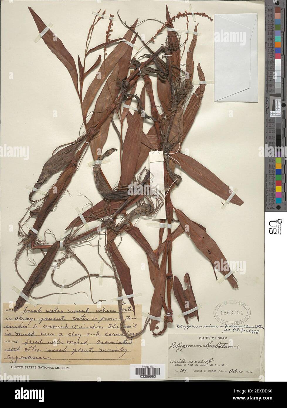 Polygonum minus hi-res stock photography and images - Alamy