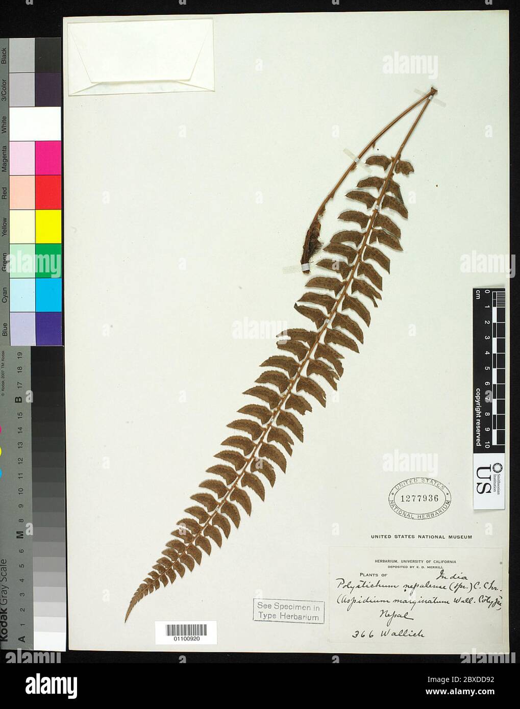 Aspidium hi-res stock photography and images - Alamy