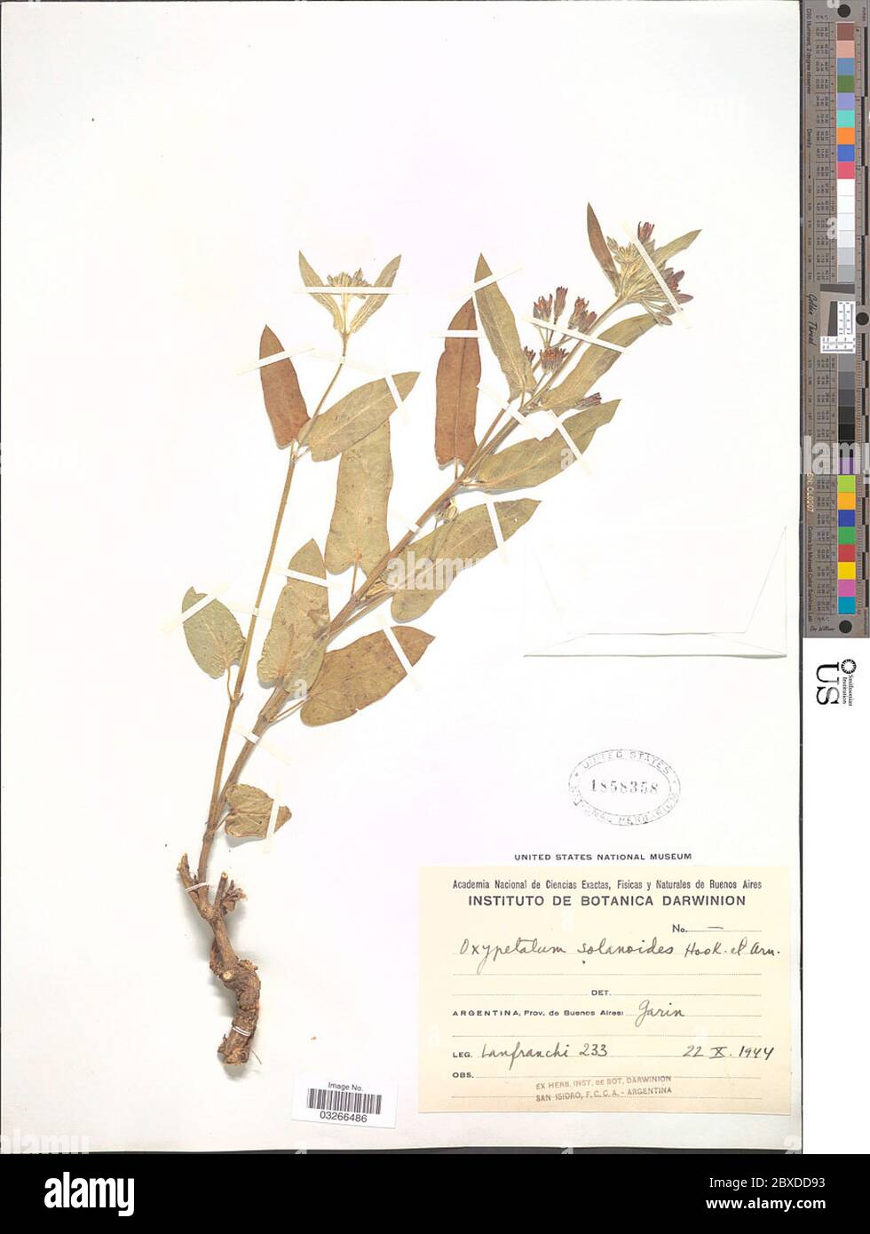 Oxypetalum solanoides Hook Arn Oxypetalum solanoides Hook Arn Stock ...