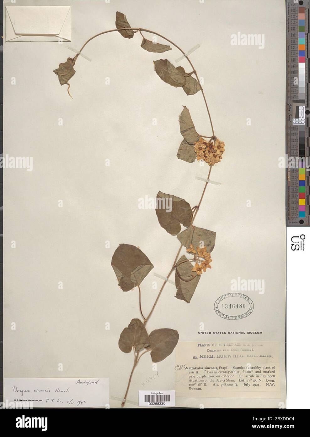 Dregea sinensis hi-res stock photography and images - Alamy