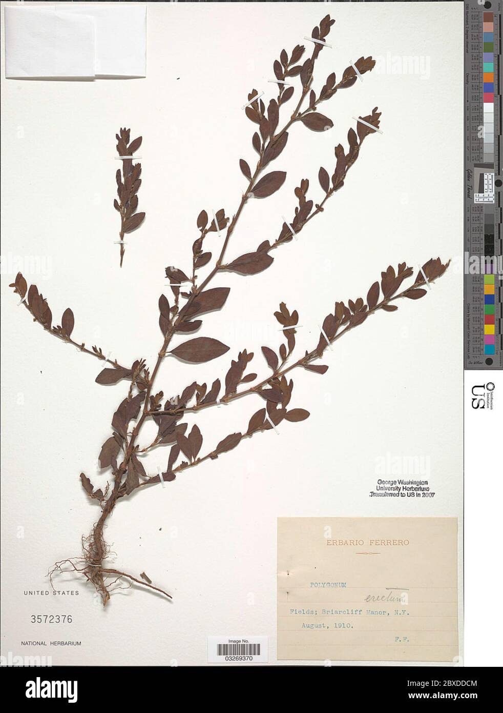 Polygonum erectum L Polygonum erectum L Stock Photo - Alamy