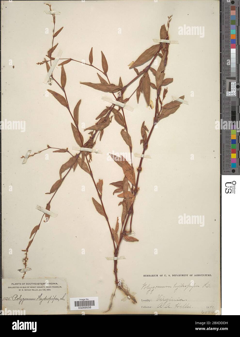 Polygonum hydropiper L Polygonum hydropiper L Stock Photo - Alamy