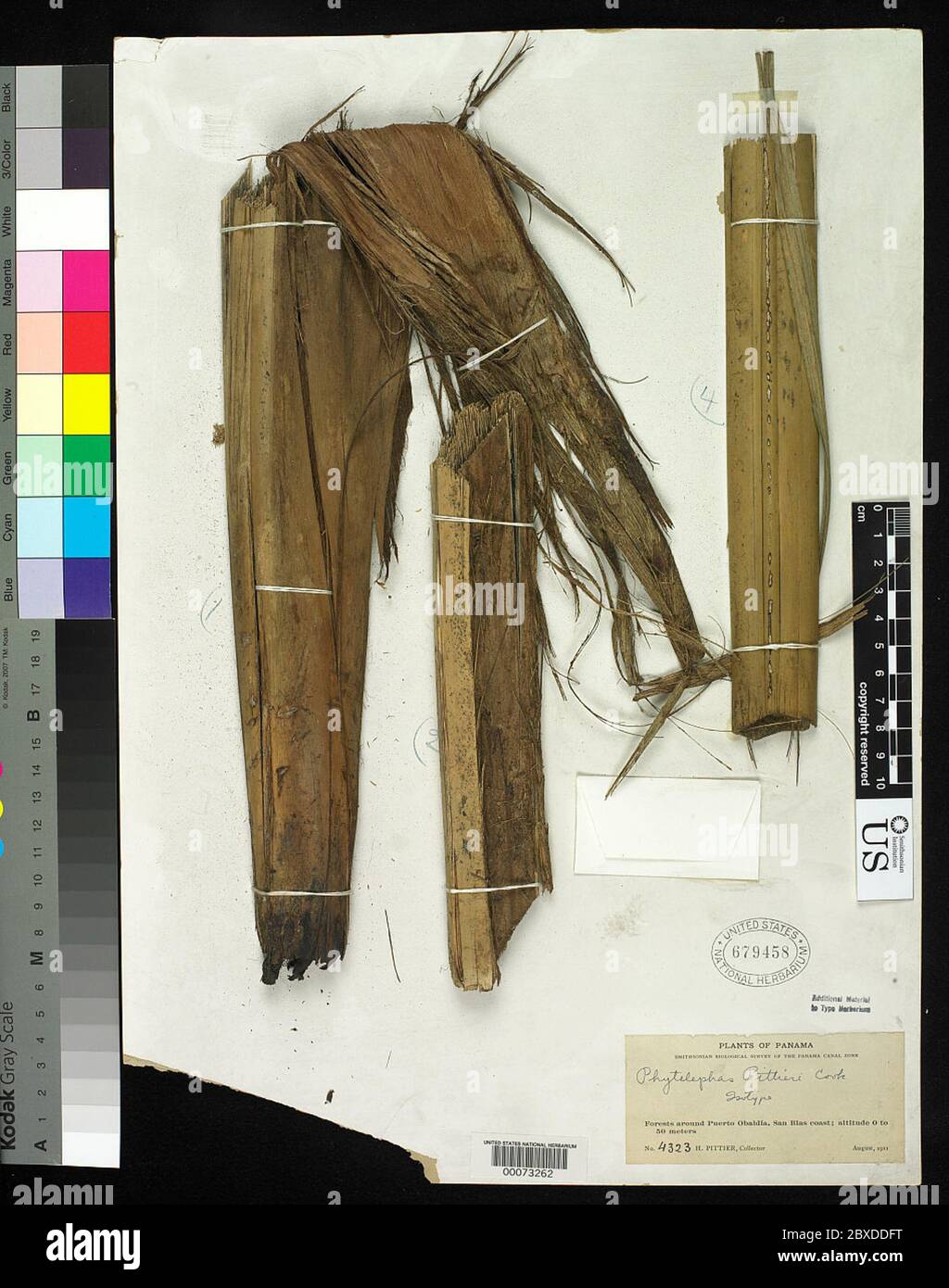 Phytelephas hi-res stock photography and images - Alamy