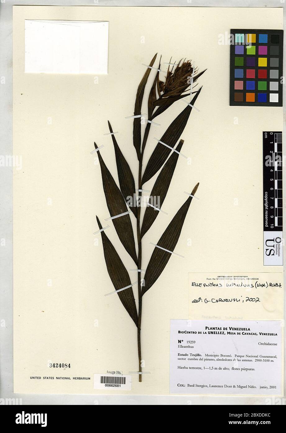 Elleanthus sp Elleanthus sp Stock Photo - Alamy