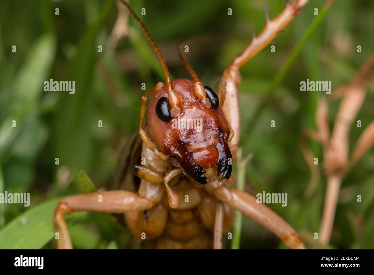 Nature Scene of giant cricket in Sabah, Borneo , Close-up image of ...