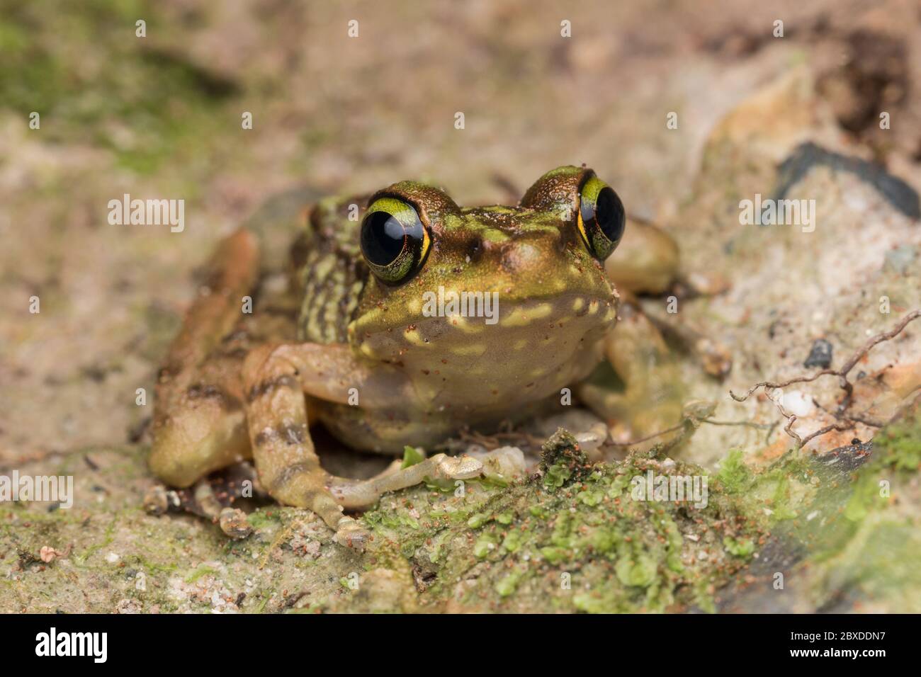 Beautiful Frog of Borneo, Kinabalu Torrent Frog , Macro image of frog ...