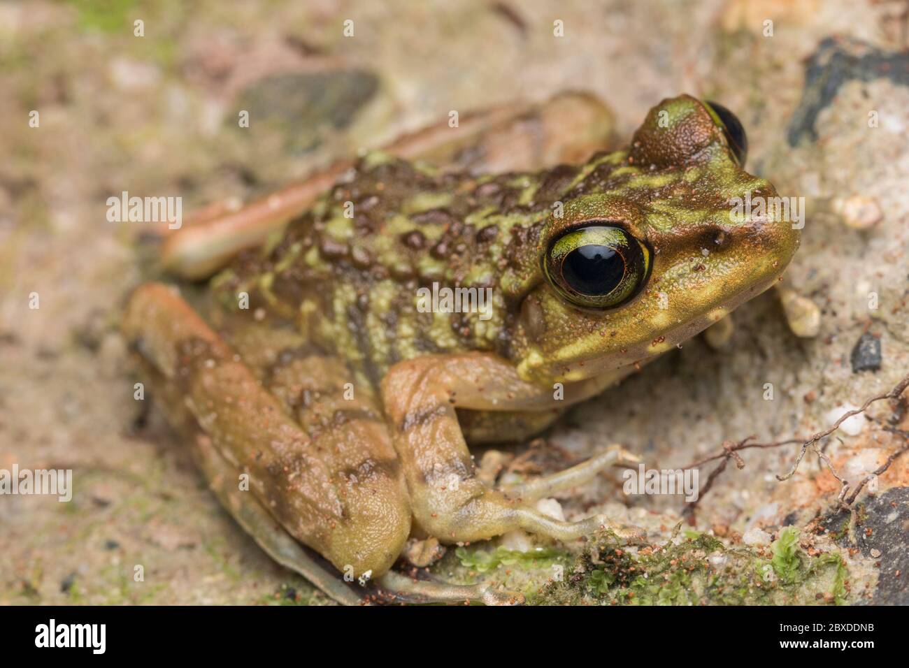 Beautiful Frog of Borneo, Kinabalu Torrent Frog , Macro image of frog ...