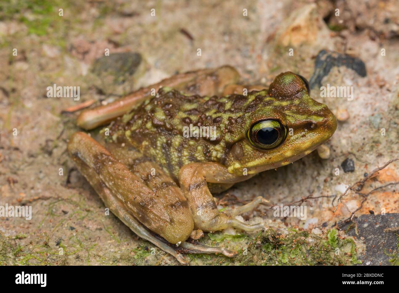 Beautiful Frog of Borneo, Kinabalu Torrent Frog , Macro image of frog ...