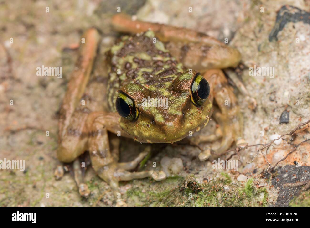 Kinabalu sticky frog hi-res stock photography and images - Alamy