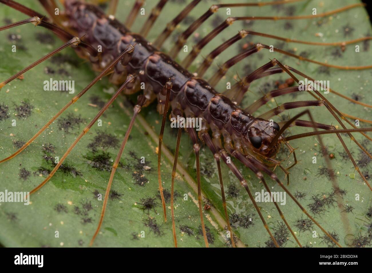 Macro image of detail a Centipede with Multiple Legs of Sabah, Borneo ...