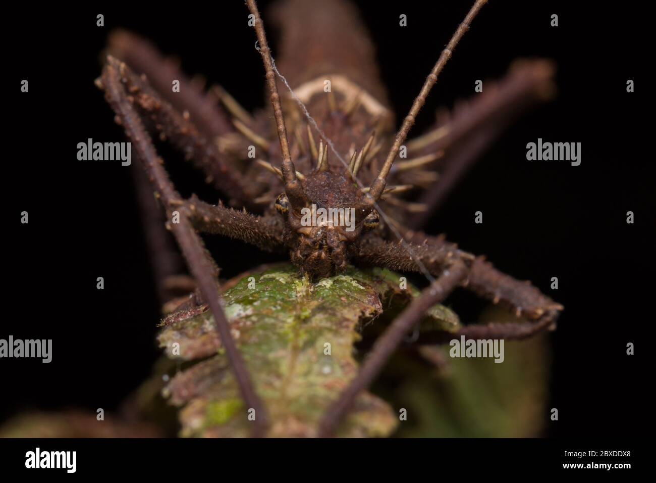 Nature jungle view of very huge stick insect or Borneo Island ...