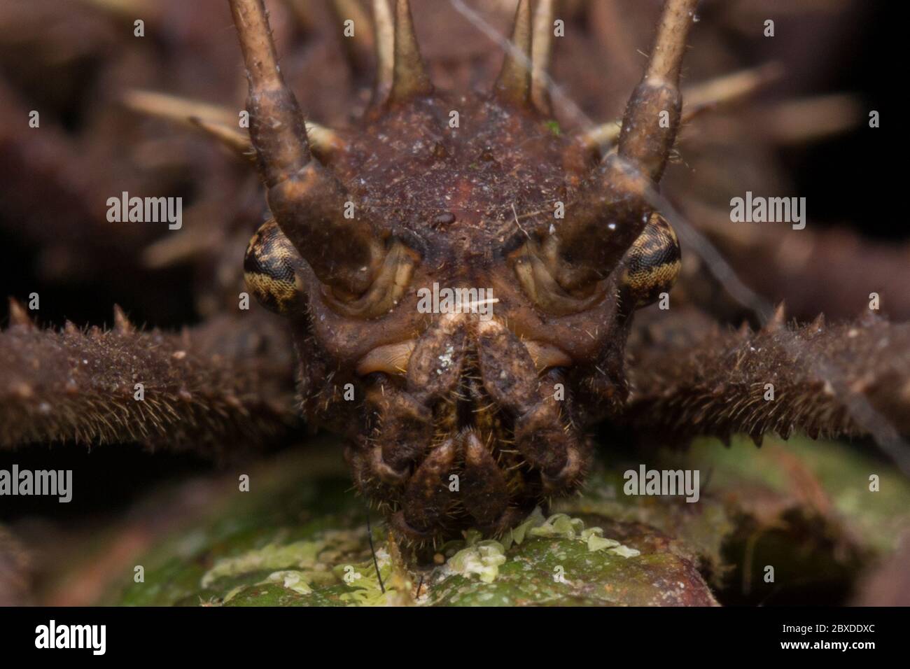 Nature jungle view of very huge stick insect or Borneo Island ...