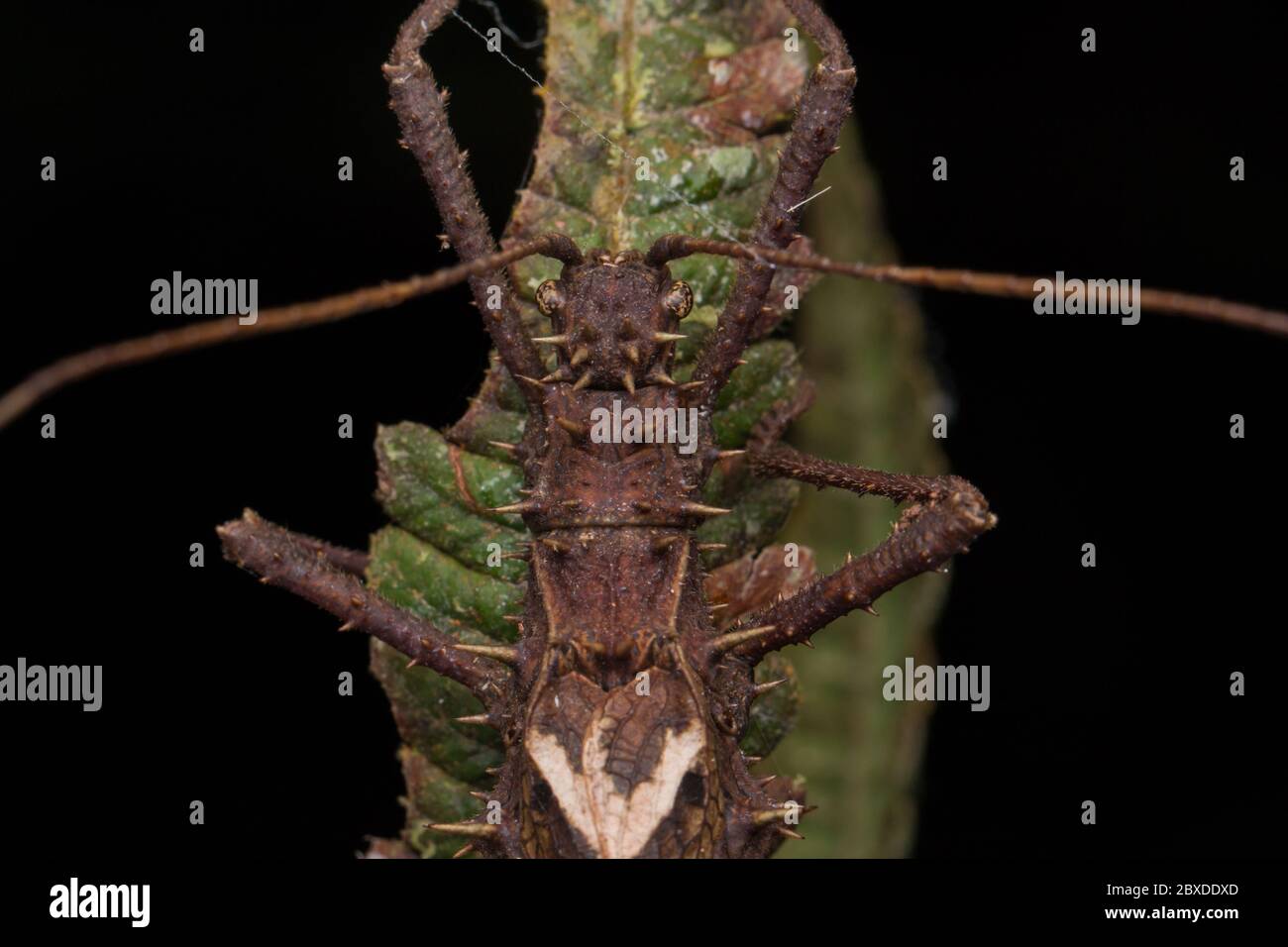 Nature jungle view of very huge stick insect or Borneo Island ...