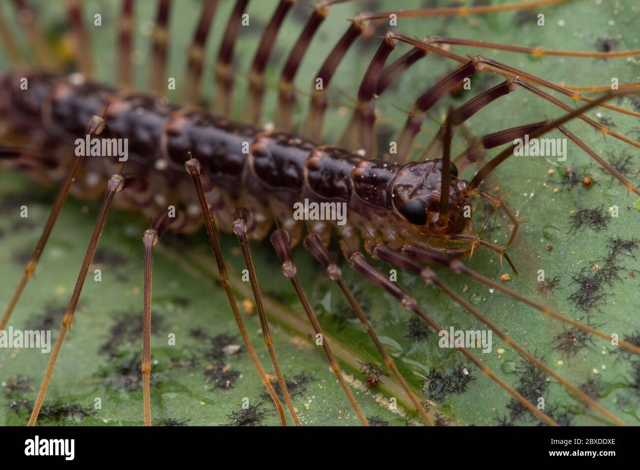 Macro image of detail a Centipede with Multiple Legs of Sabah, Borneo ...