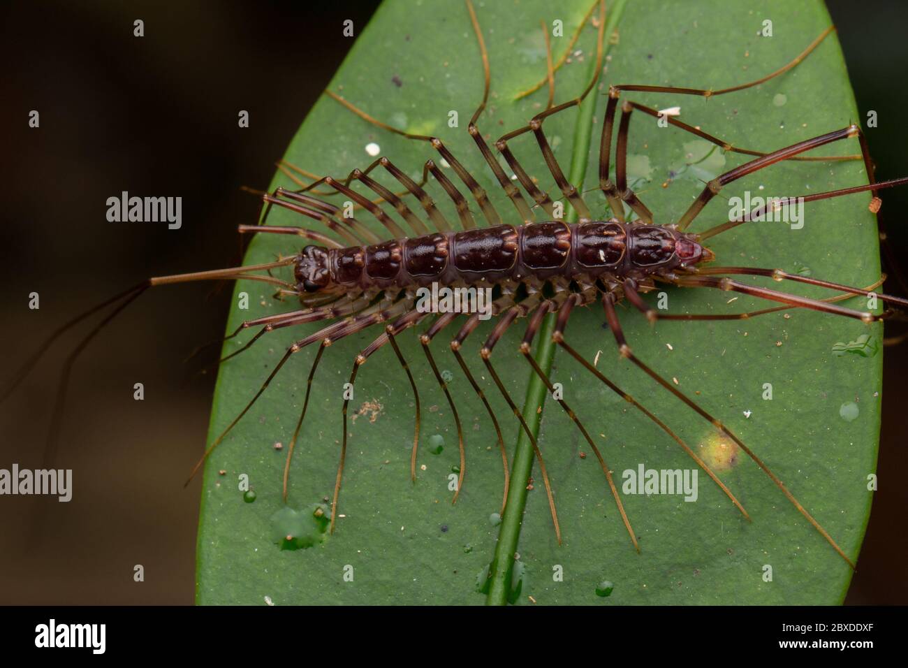 Macro image of detail a Centipede with Multiple Legs of Sabah, Borneo ...