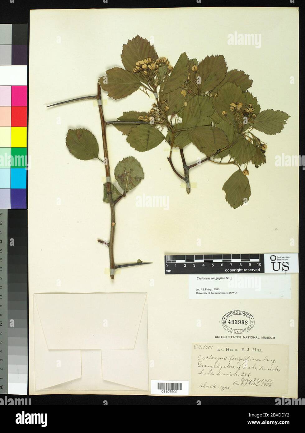 Longispina hi-res stock photography and images - Alamy