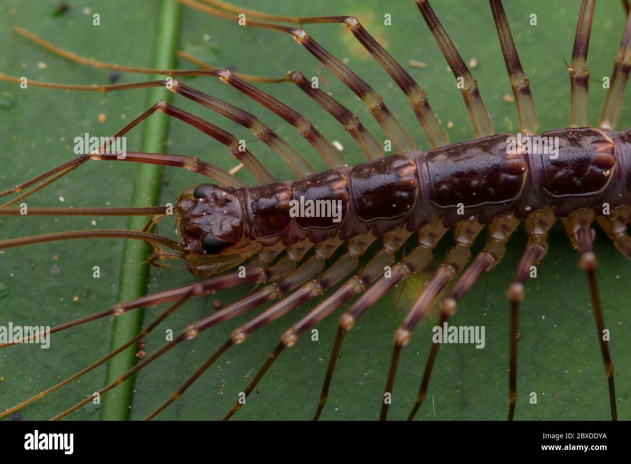 Macro image of detail a Centipede with Multiple Legs of Sabah, Borneo ...