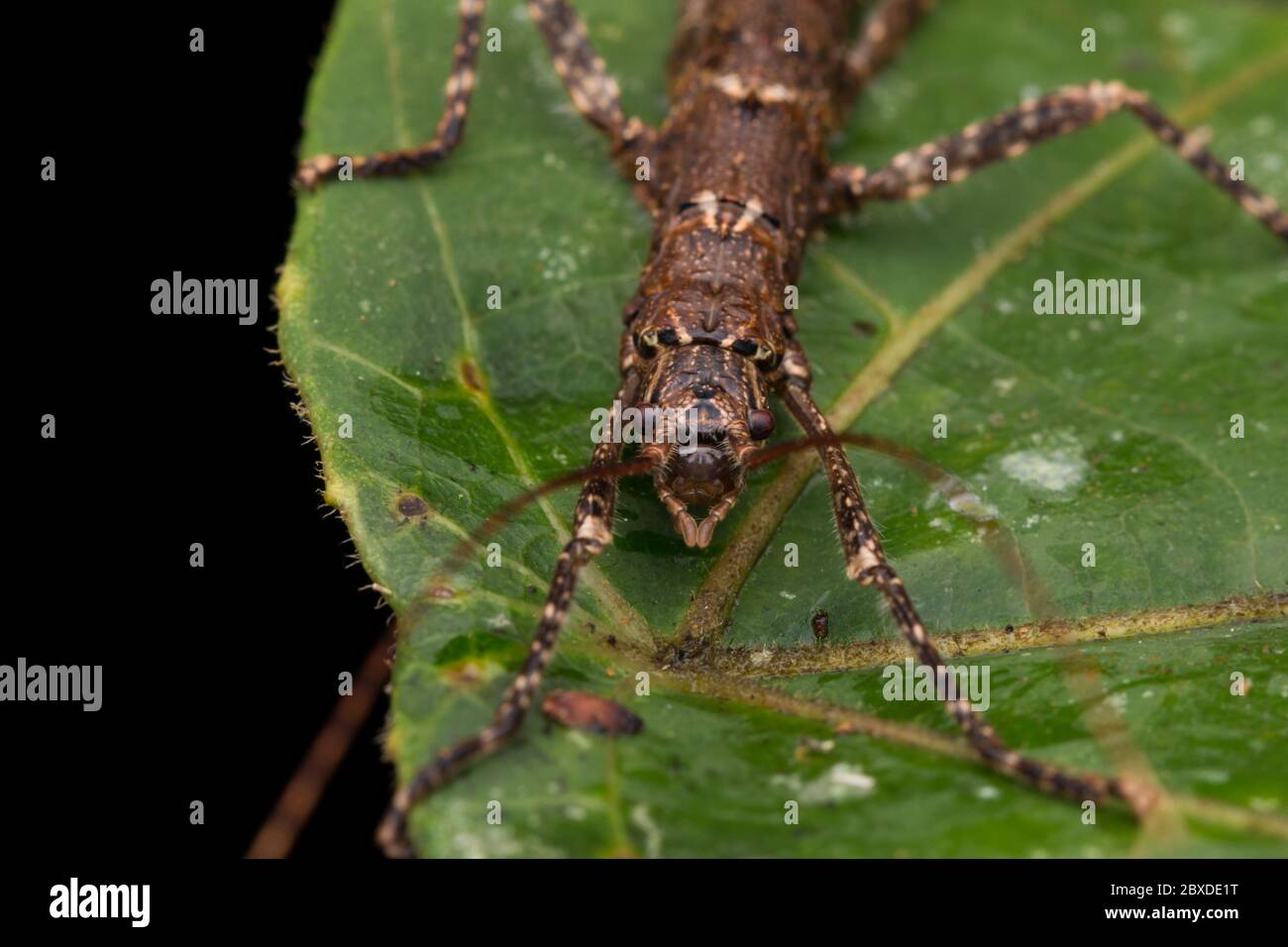 Nature jungle view of very huge stick insect or Borneo Island ...