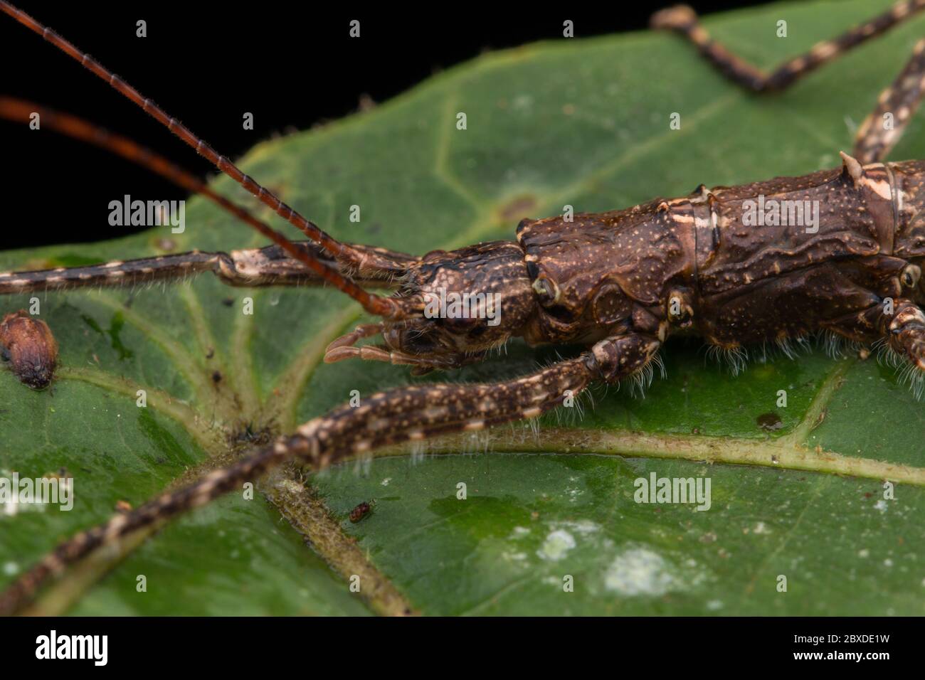 Nature jungle view of very huge stick insect or Borneo Island ...