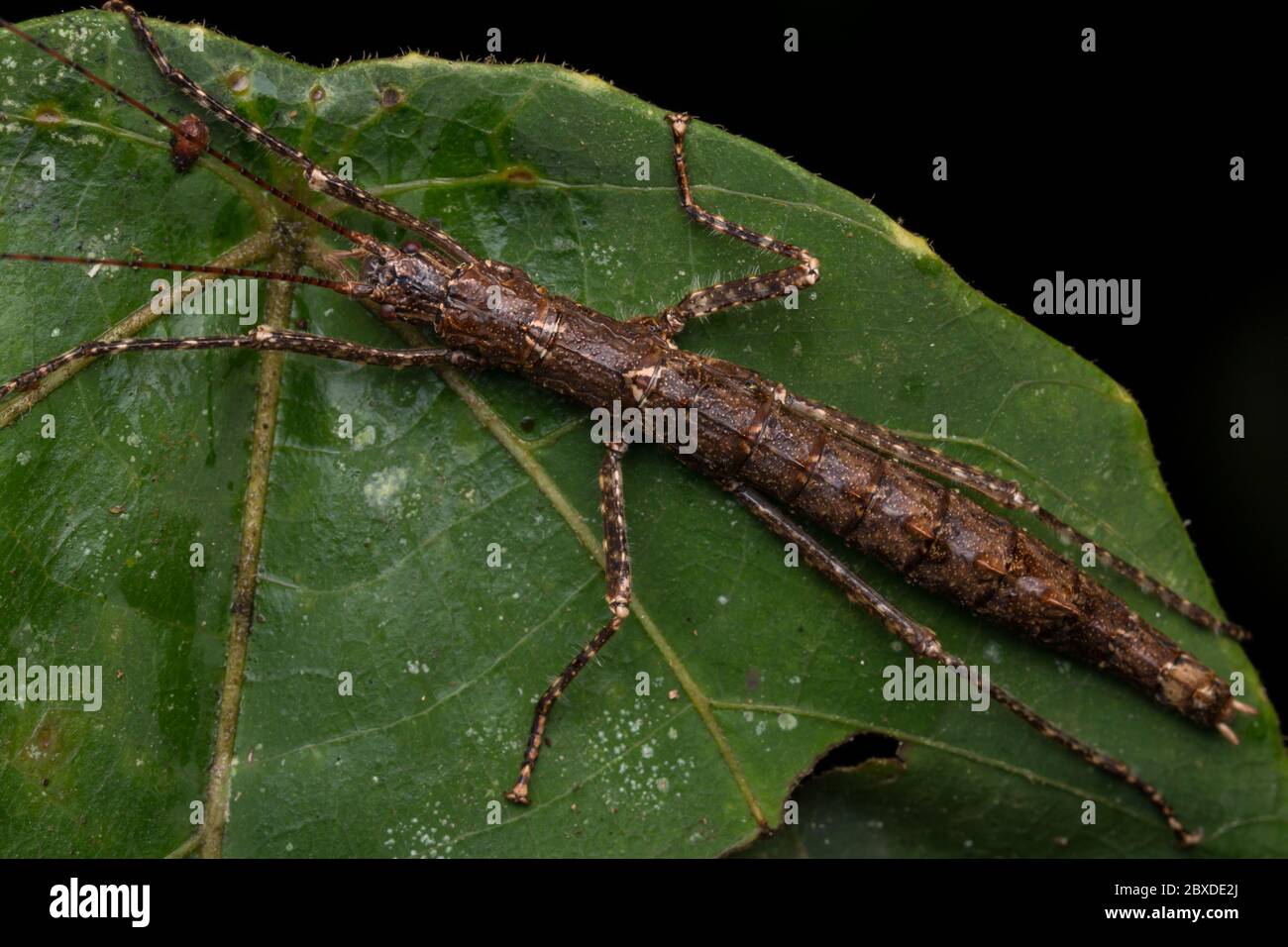Nature jungle view of very huge stick insect or Borneo Island ...