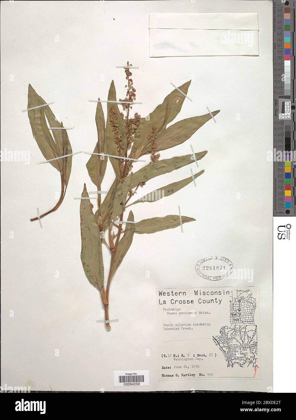 Rumex mexicanus Meisn Rumex mexicanus Meisn Stock Photo - Alamy