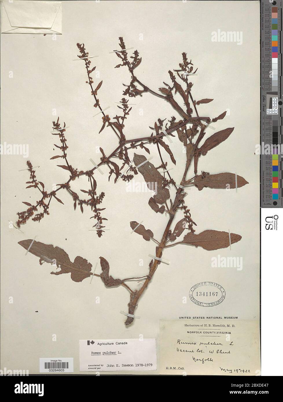 Rumex pulcher L Rumex pulcher L Stock Photo - Alamy