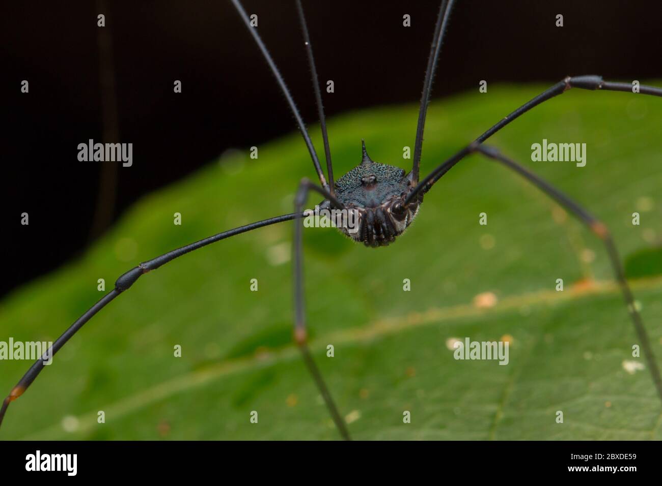 Opiliones species hi-res stock photography and images - Alamy