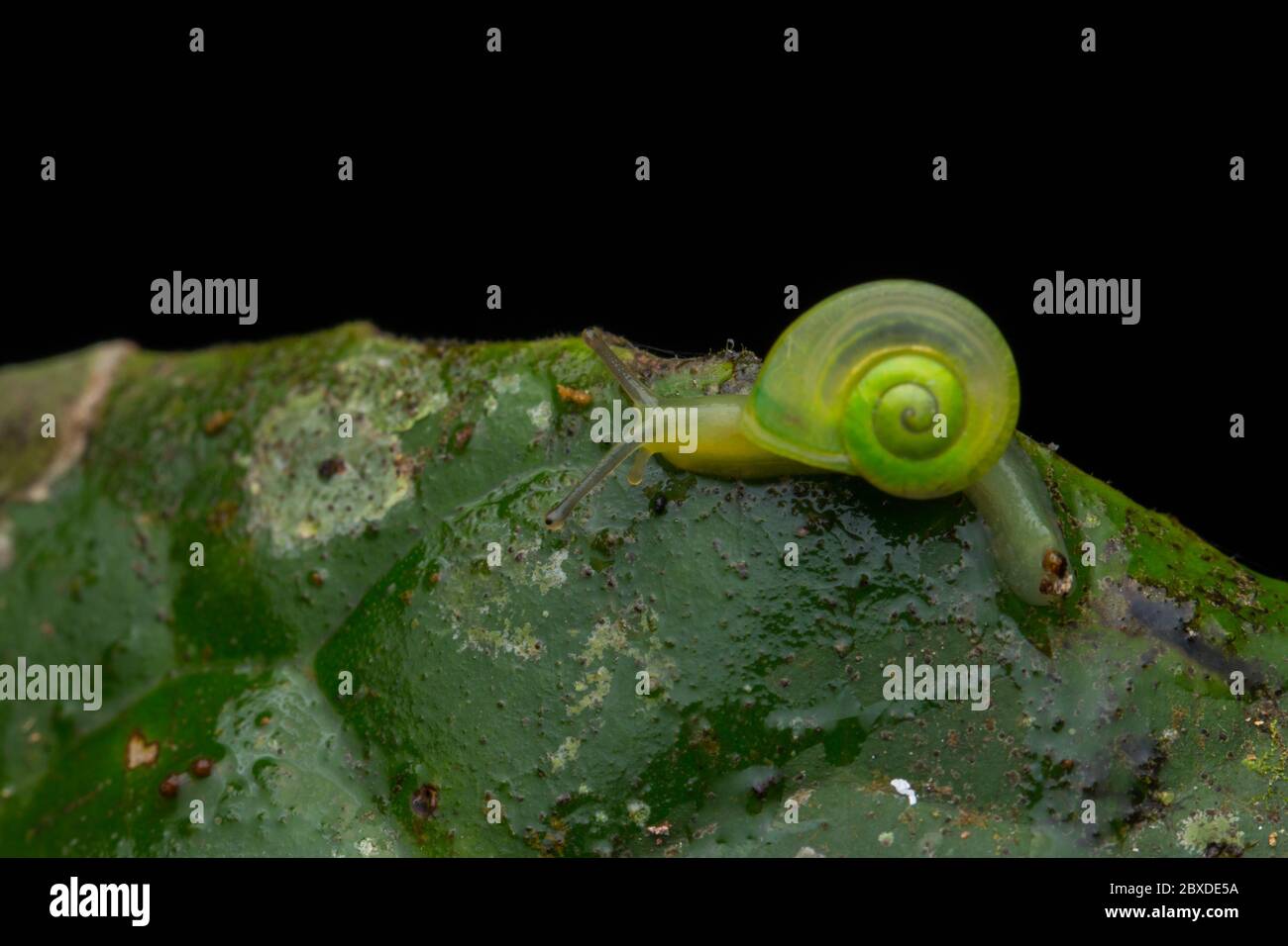 Green Snail , Close-Up Green Snail , Sinistral Snail, Borneo Stock ...