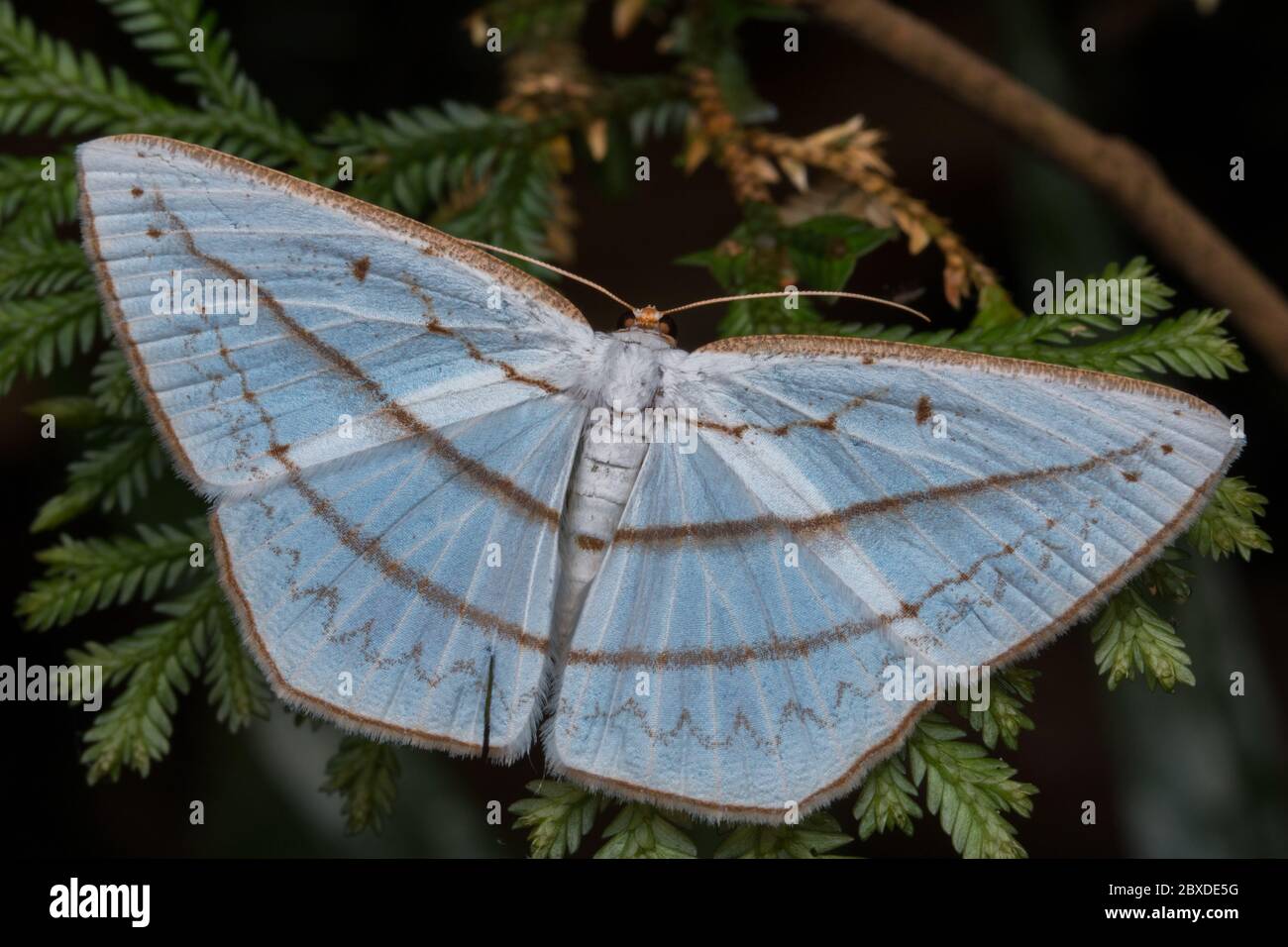Macro image nature and unique moth of Sabah, Borneo Stock Photo - Alamy