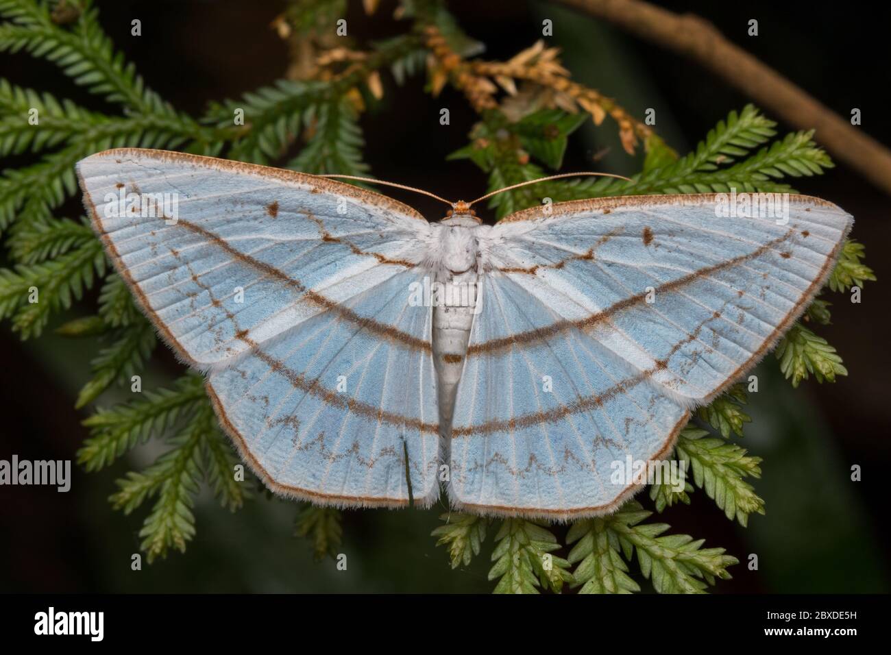 Macro image nature and unique moth of Sabah, Borneo Stock Photo - Alamy