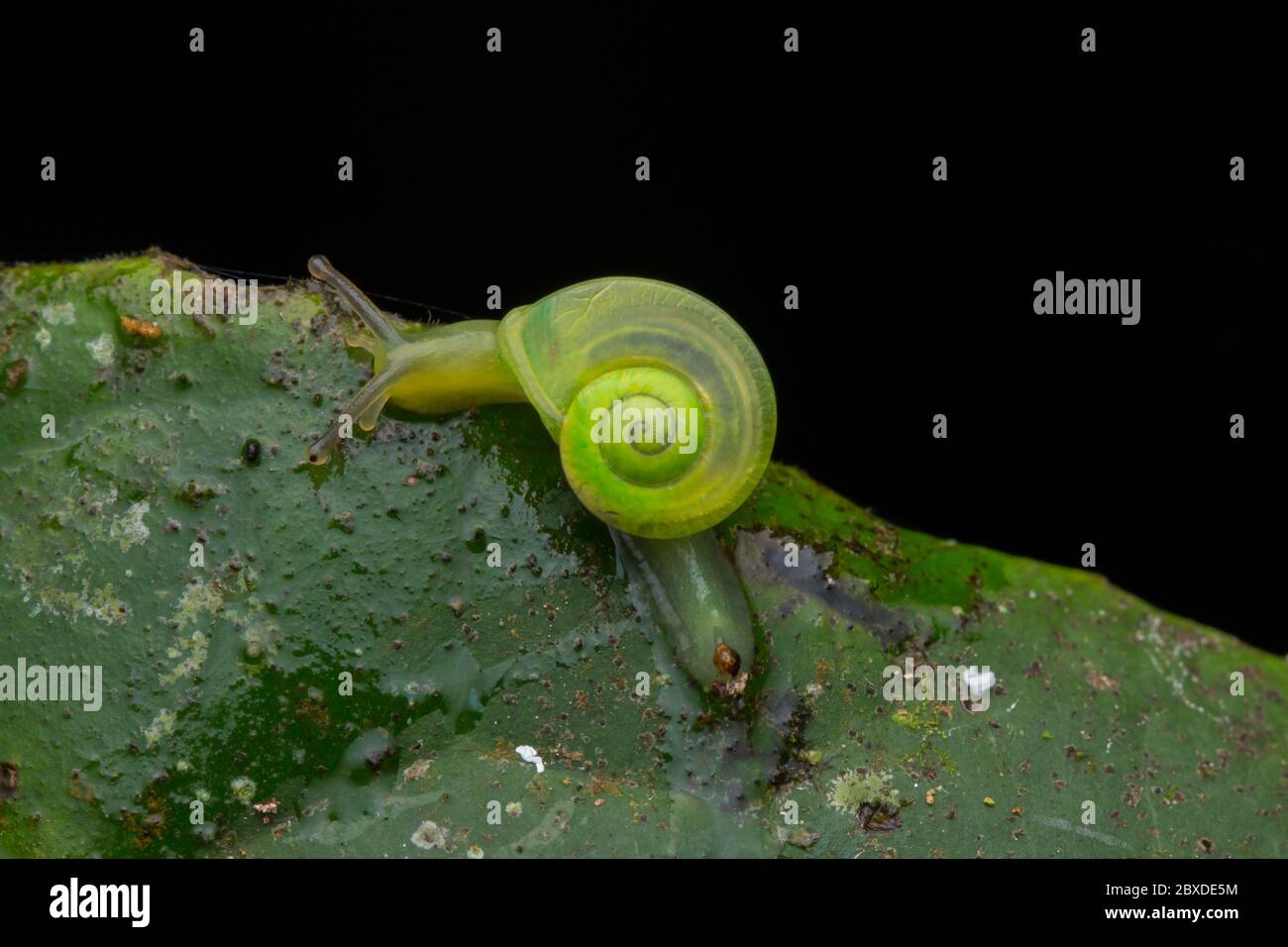 Sinistral shell hi-res stock photography and images - Alamy