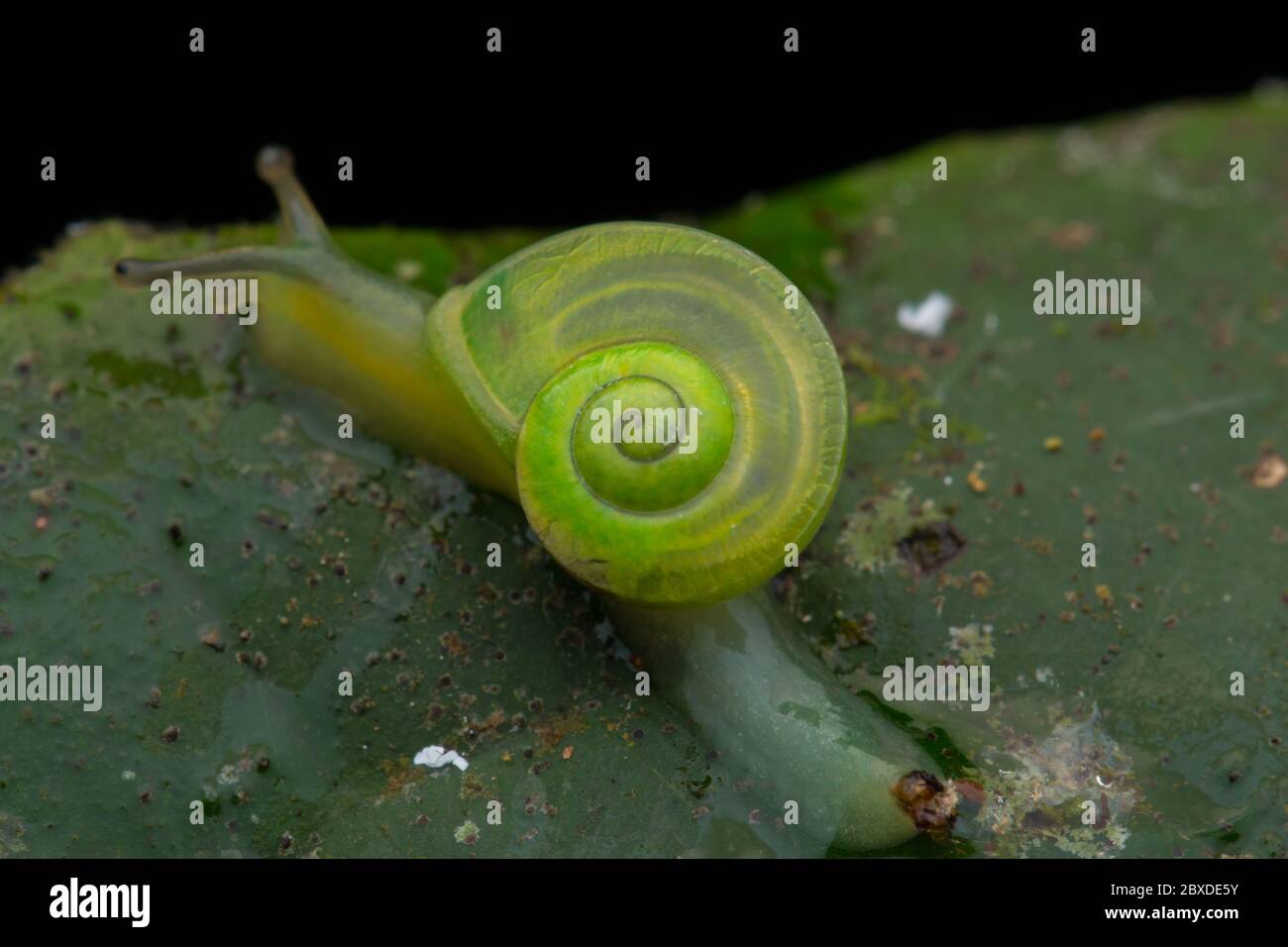 Sinistral shell hi-res stock photography and images - Alamy