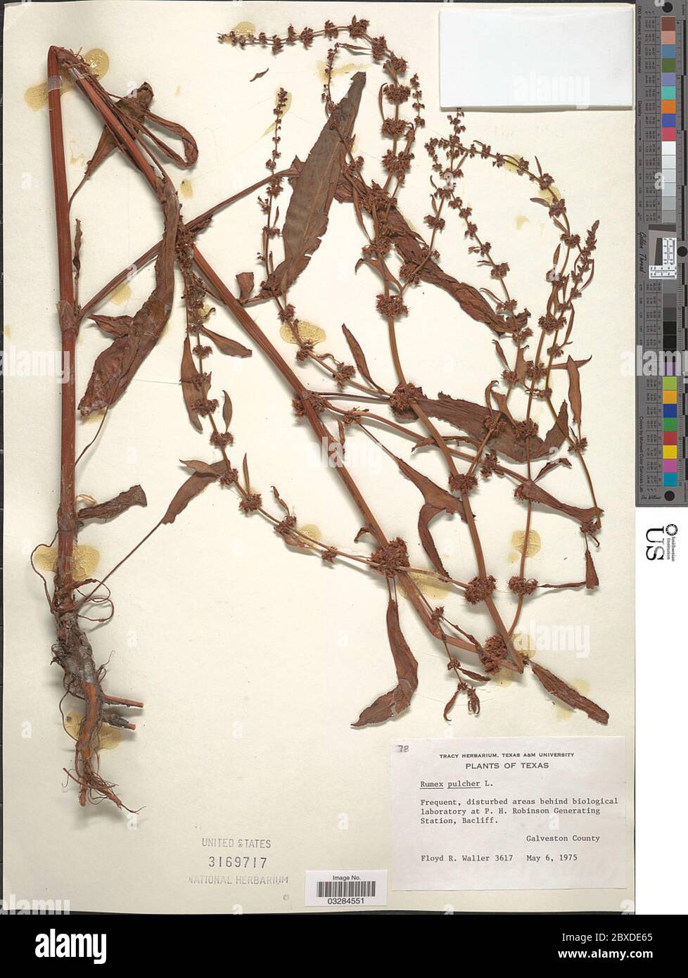 Rumex pulcher L Rumex pulcher L Stock Photo - Alamy