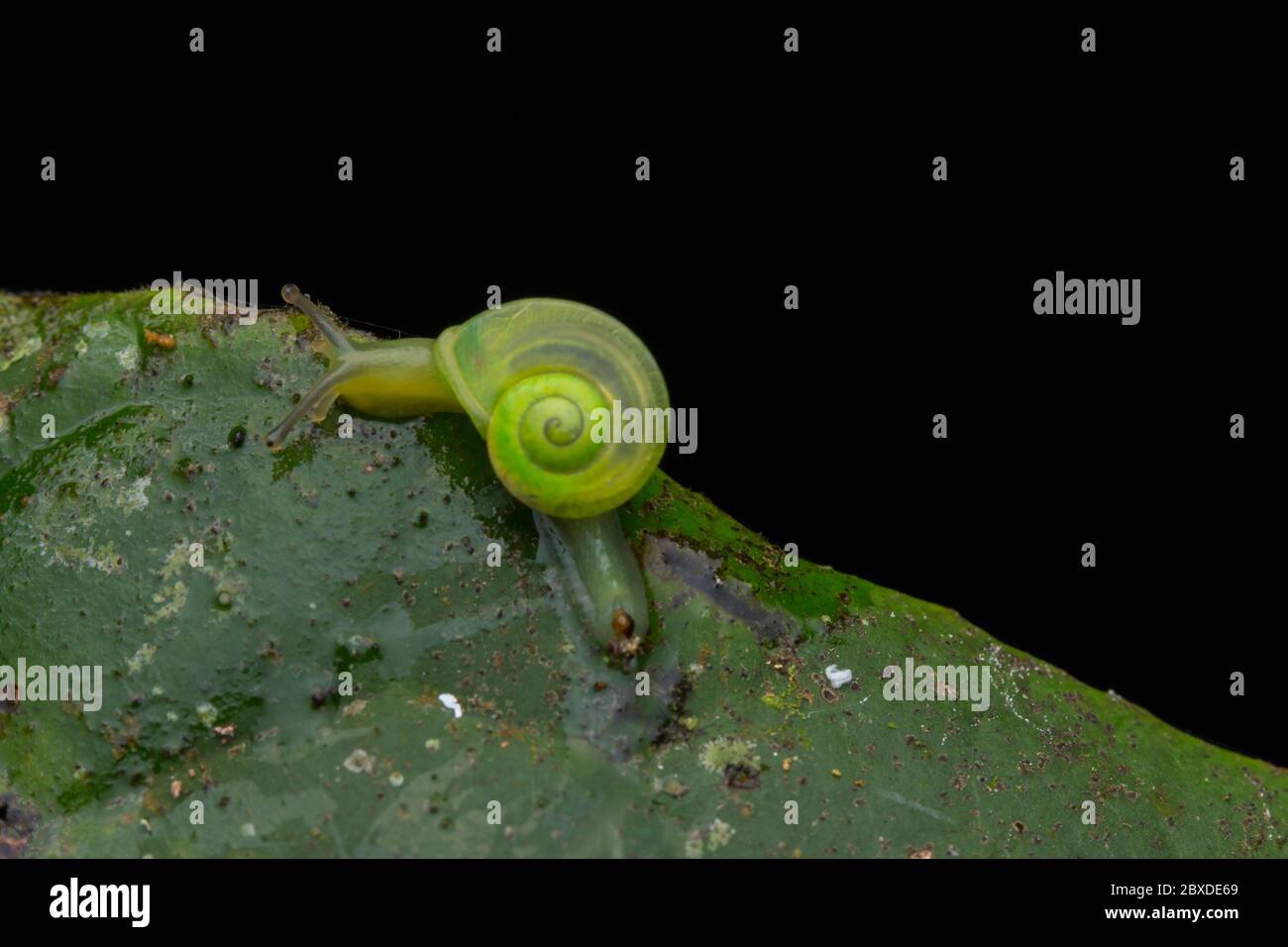 Sinistral shell hi-res stock photography and images - Alamy