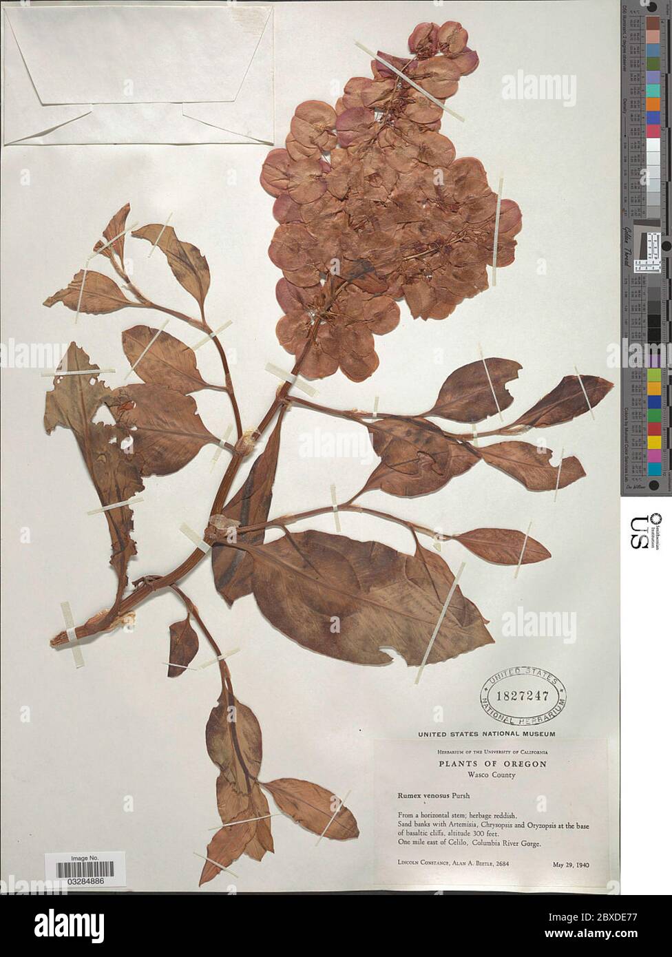 Rumex venosus Pursh Rumex venosus Pursh Stock Photo - Alamy