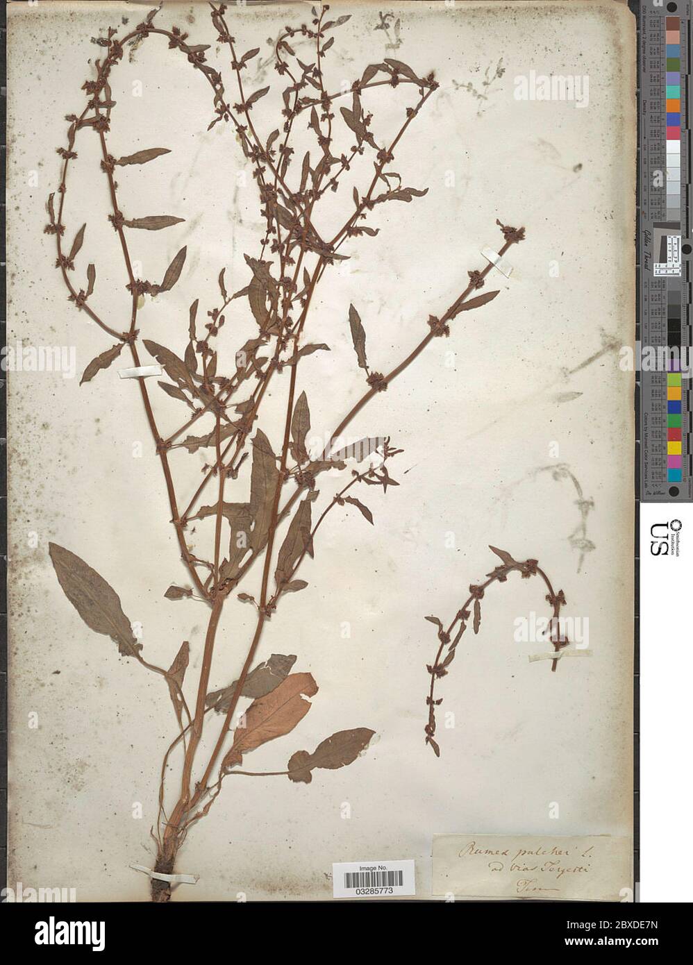 Rumex pulcher L Rumex pulcher L Stock Photo - Alamy