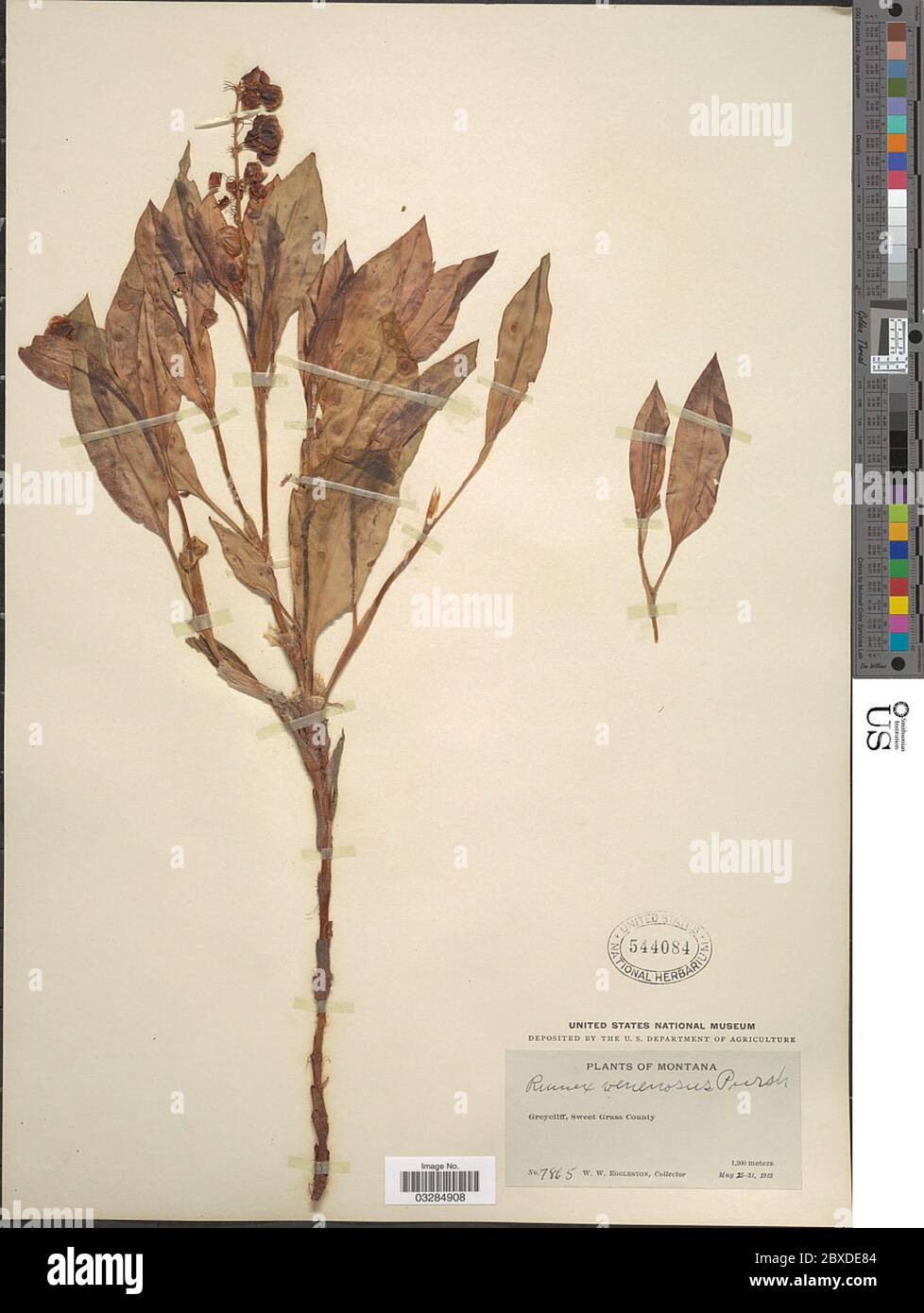 Rumex venosus Pursh Rumex venosus Pursh Stock Photo - Alamy